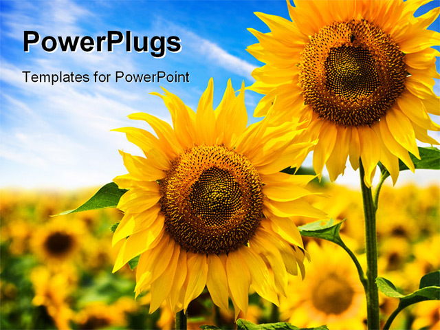 PowerPoint Template Two Beautiful Sunflowers With Others On A Blurry 